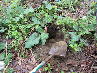 The Foraging Family: Burdock Root--A Satisfying Wild Edible Plant